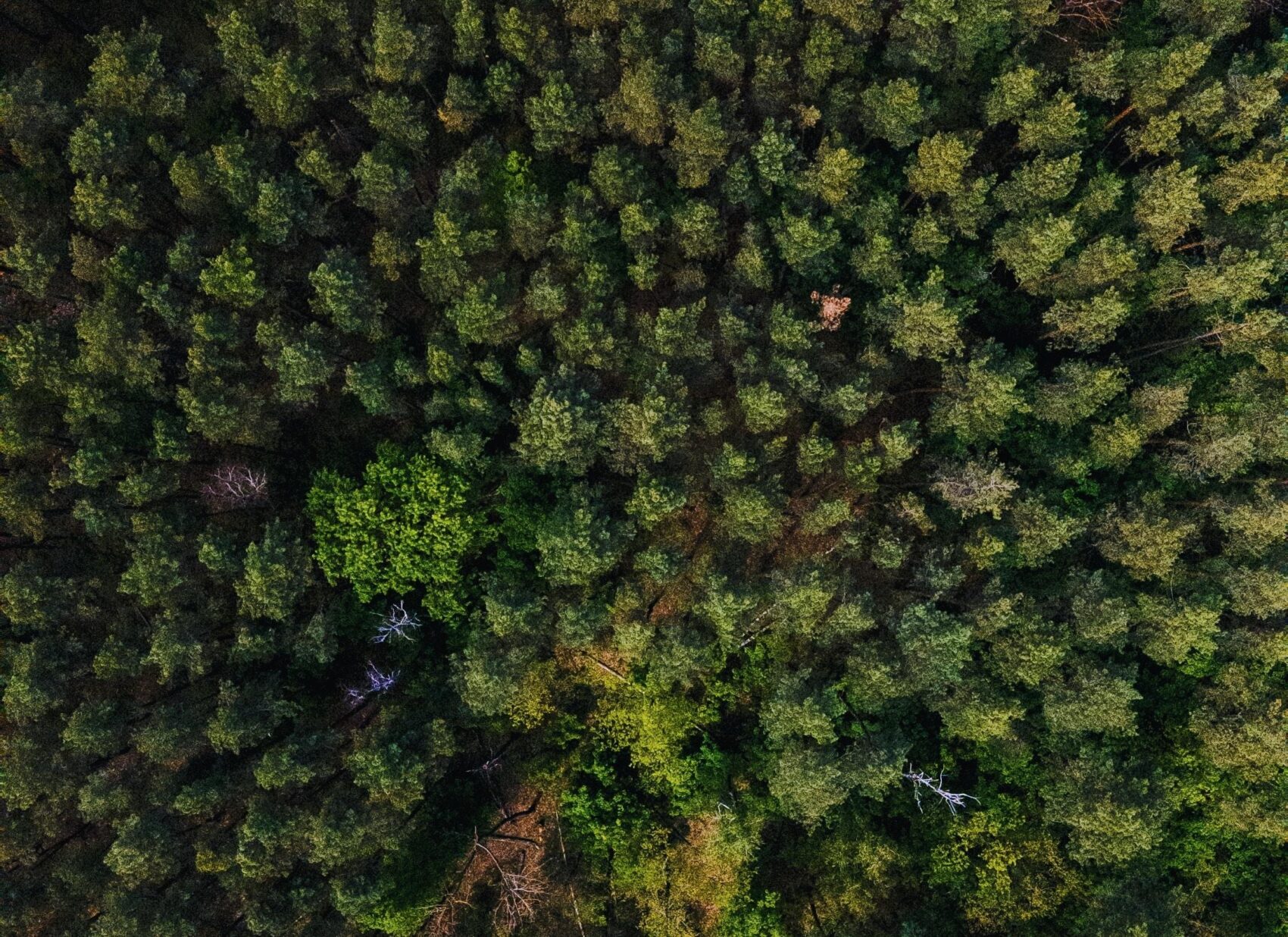 BWCA Maps For Hiking & Canoeing - Navigating The BWCA