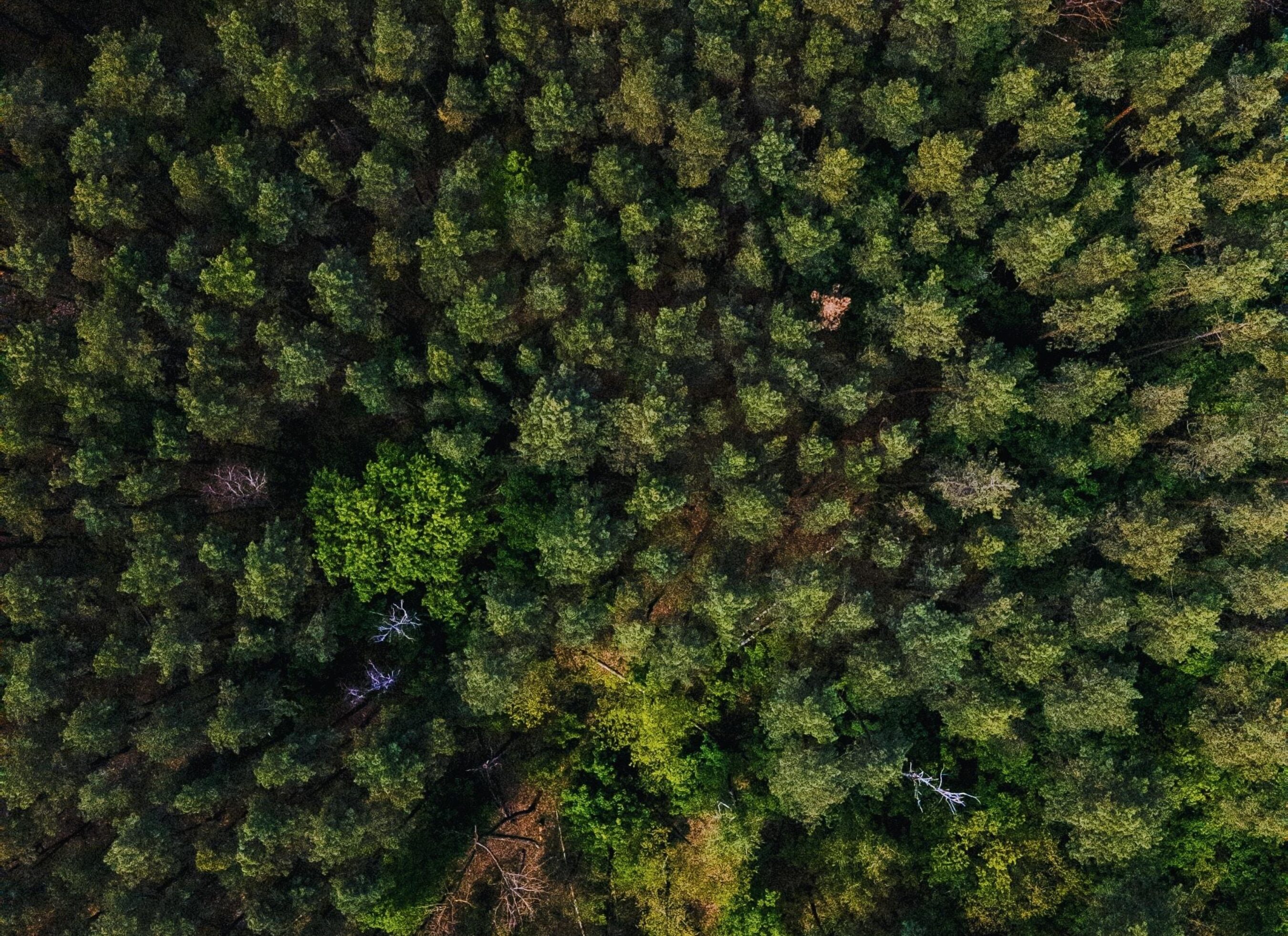 Planning a Trip to the BWCA? Here Are Four Routes You Gotta Try ...