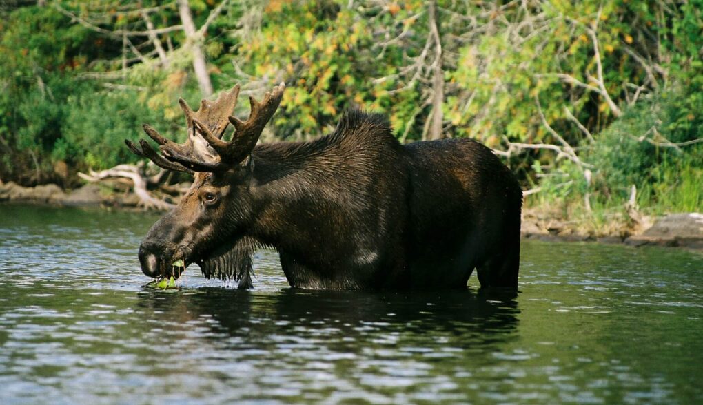 Stu Osthoff's Top 5 Boundary Waters Fishing Hotspots - friends-bwca.org