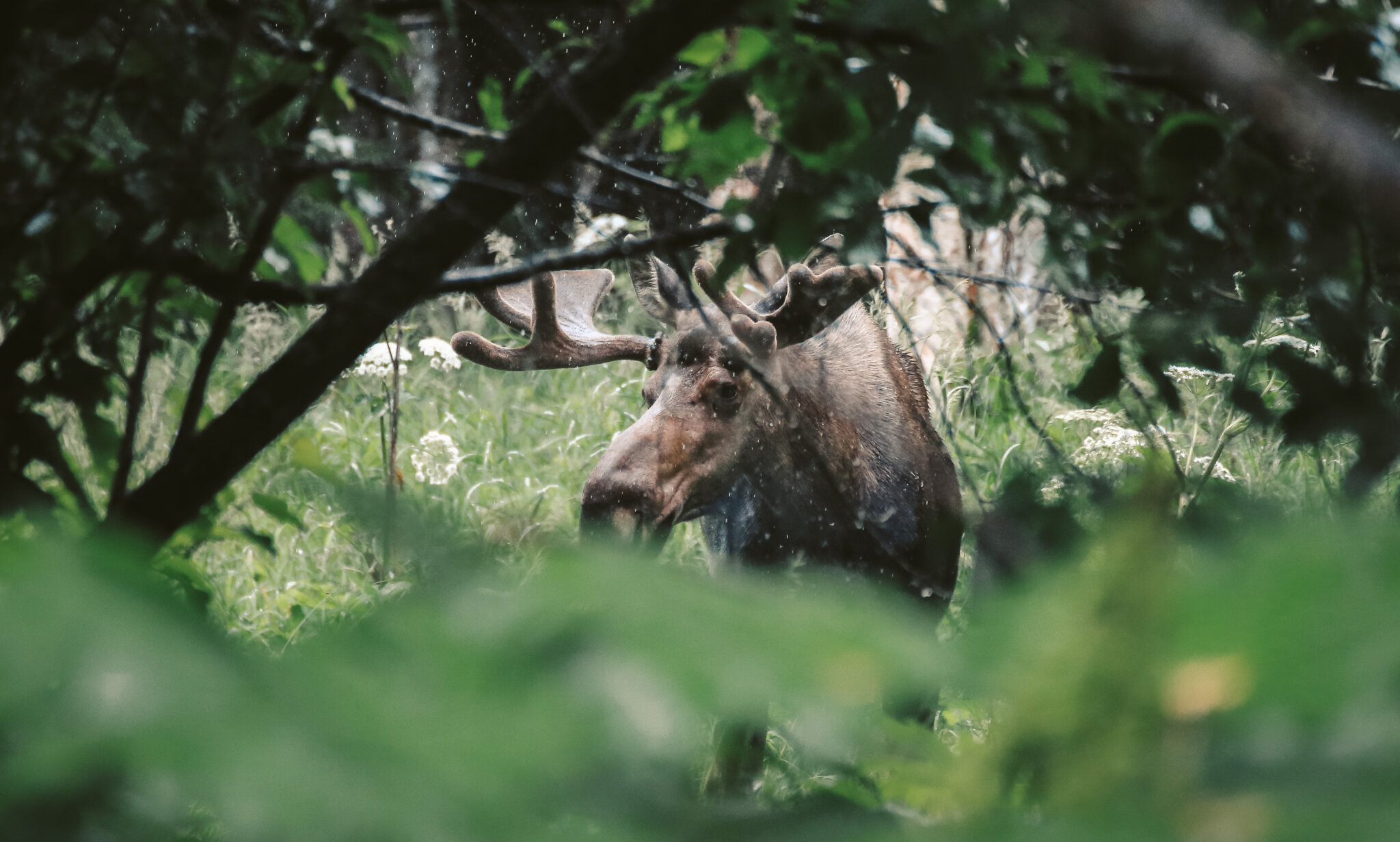 Will Climate Change Make Us Rethink Wilderness? - friends-bwca.org