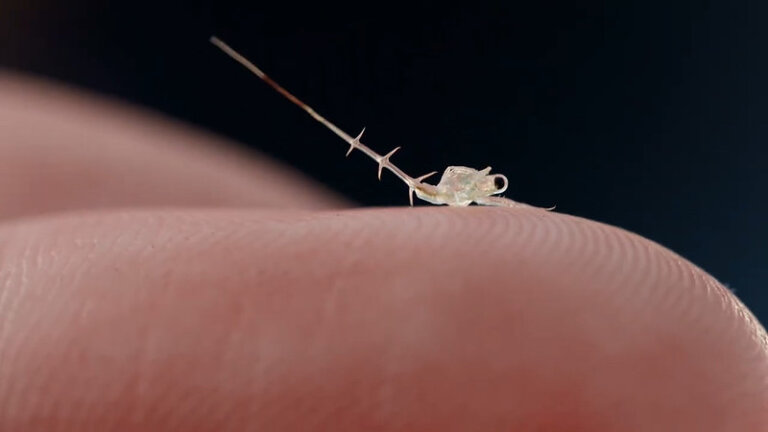 Aquatic invasive species in the Boundary Waters - friends-bwca.org